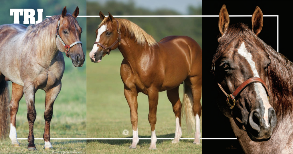 Top-Earning rope horses for 2023 and All-Time - The Team Roping Journal