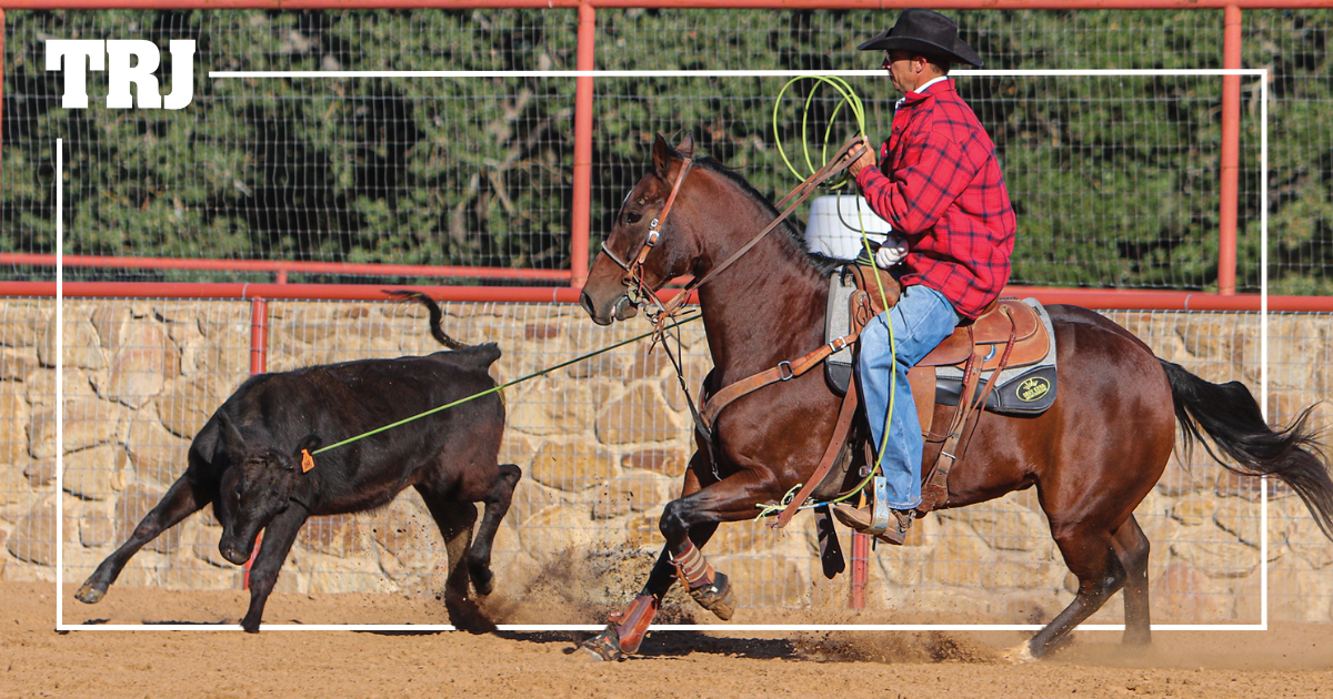 Roping Muleys to Build Confidence in Young Rope Horses