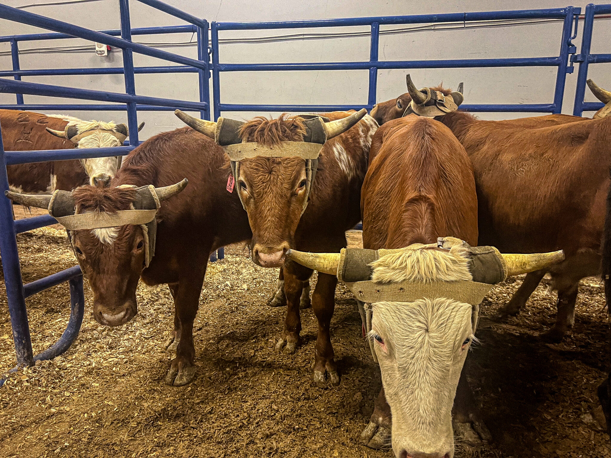 2023 NFR Round 1 Steer Report