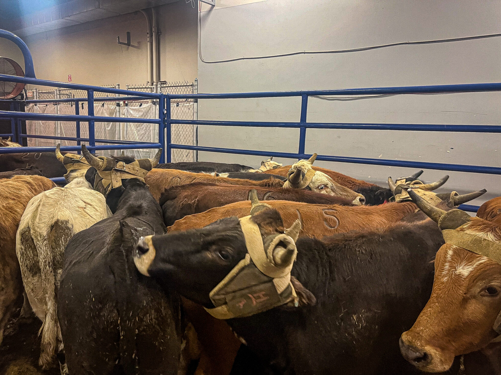 Bring 'Em Back: Round 4 Starts Second Run on 2023 NFR Steers - The Team ...