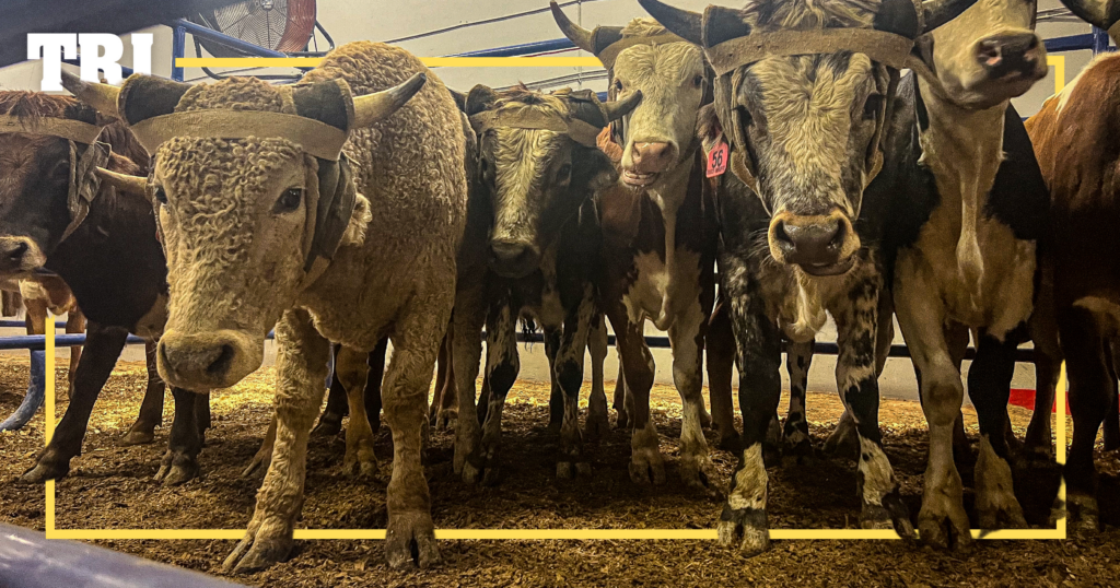 2023 National Finals Rodeo Roping Steers - The Team Roping Journal