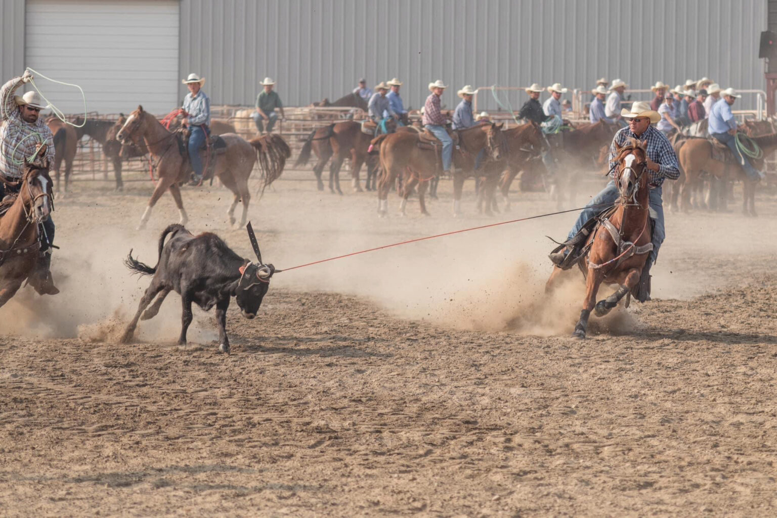 Rope Horse Breeder's Guide Program: Pitzer Ranch