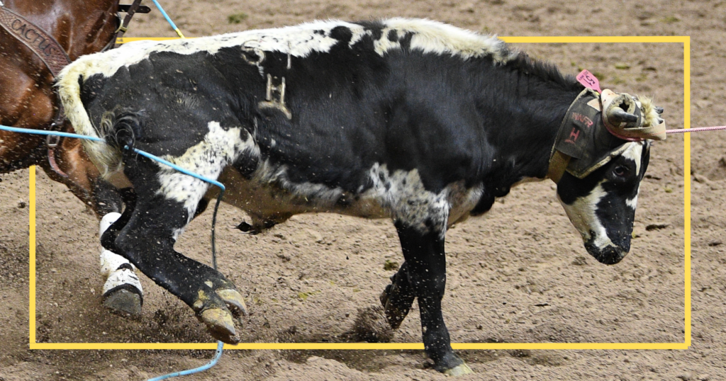 NFR Team Roping Steer Draw Round 8 - The Team Roping Journal