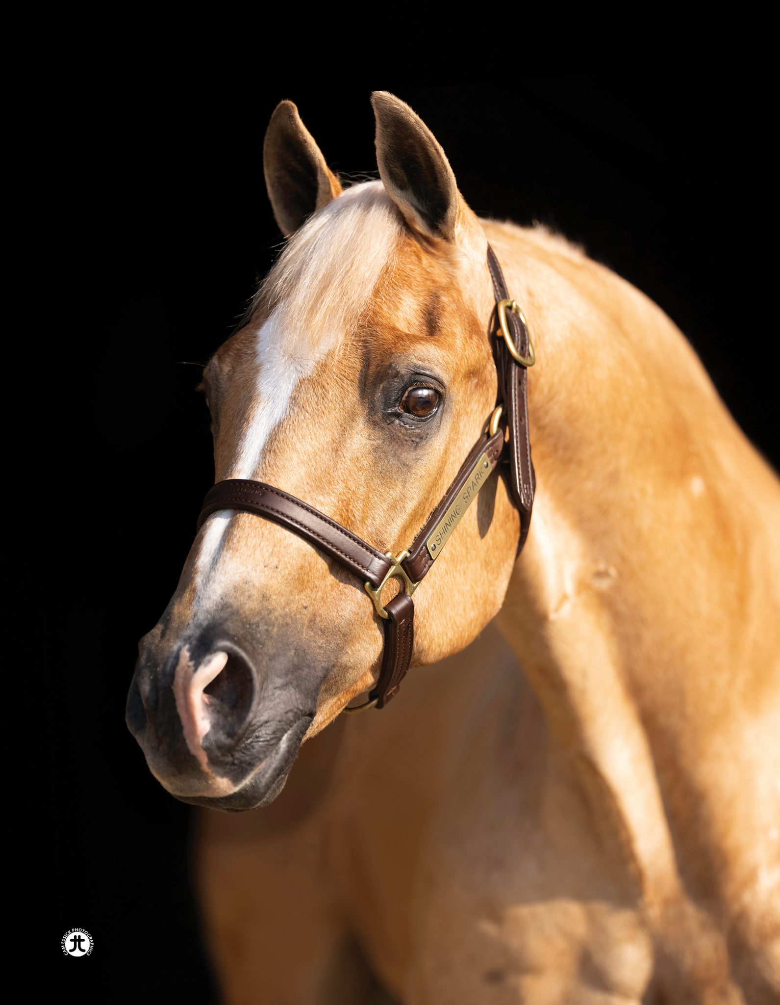 Rope Horse Breeder's Guide Stallion: Shining Spark
