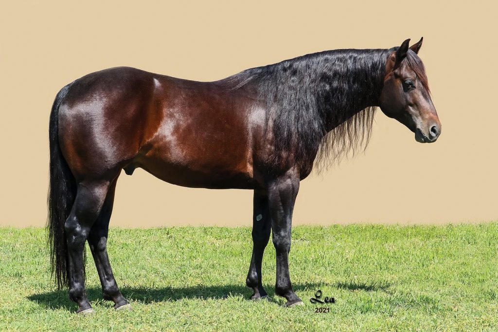 Rope Horse Breeder's Guide Stallion: Bobby Glo Harlan