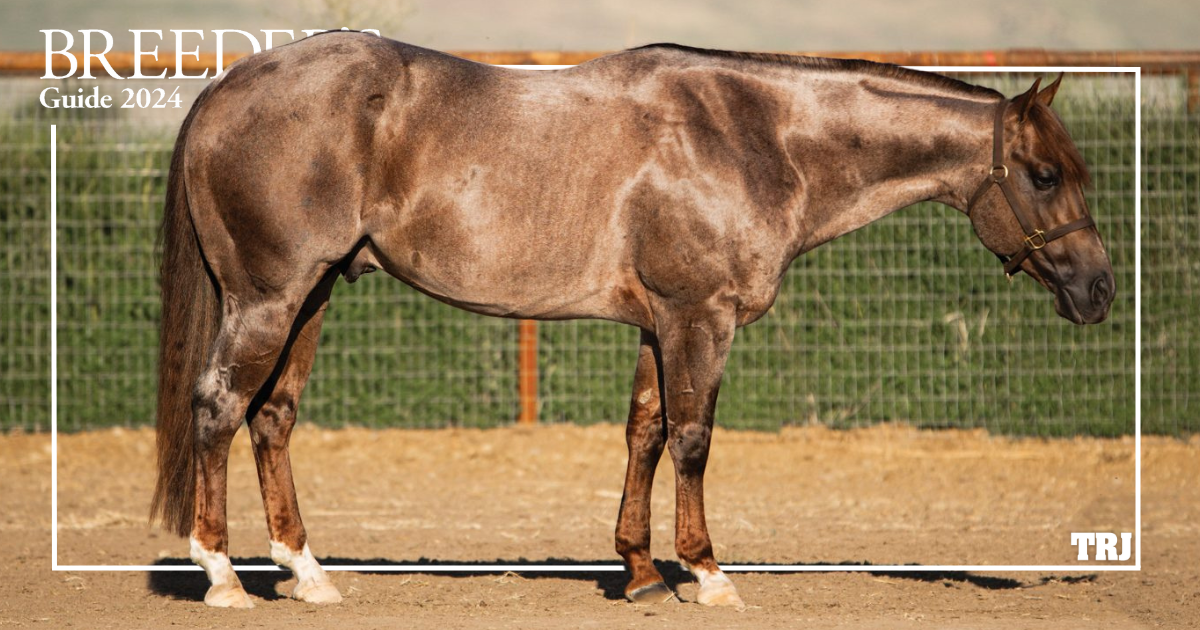 Rope Horse Breeder's Guide Stallion: A Cat With Swagger