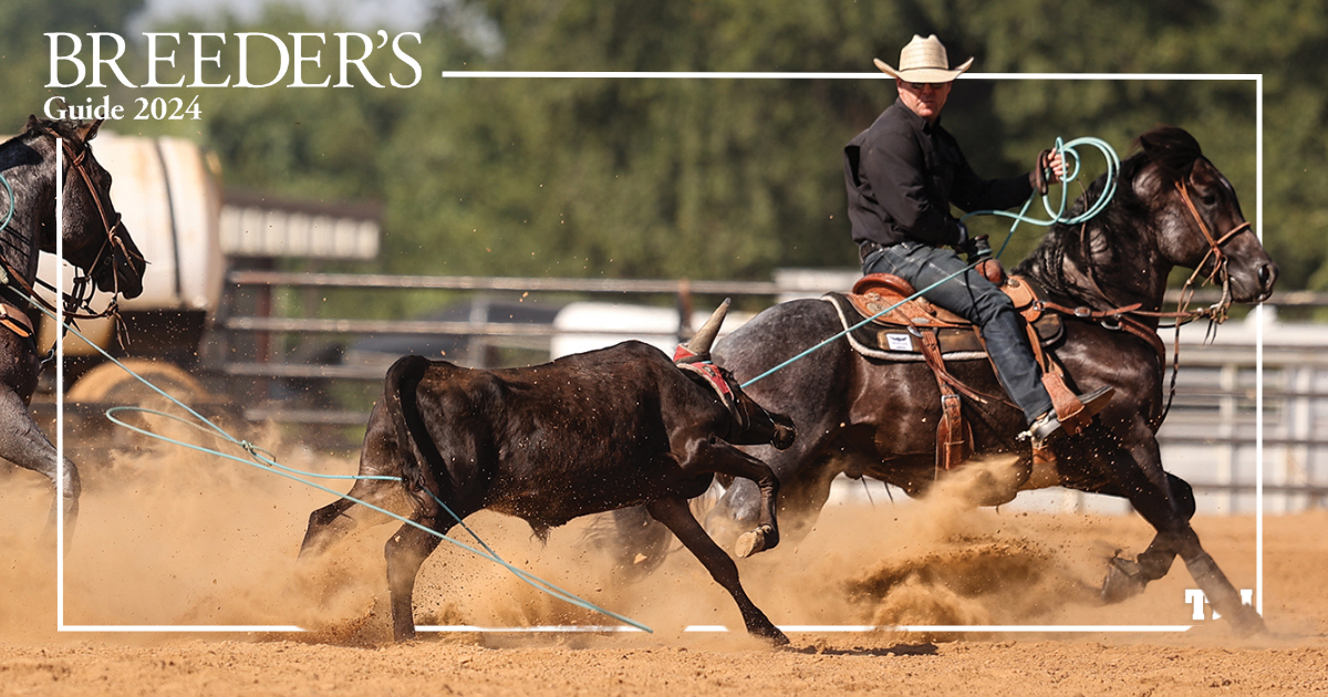 Rope Horse Breeder's Guide Stallion: The Darkk Side