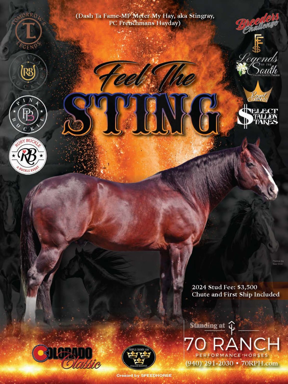 Rope Horse Breeder's Guide Stallion: Feel The Sting