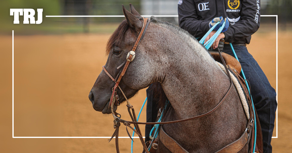 8 Hard-Learned Rope Horse Breeding Lessons