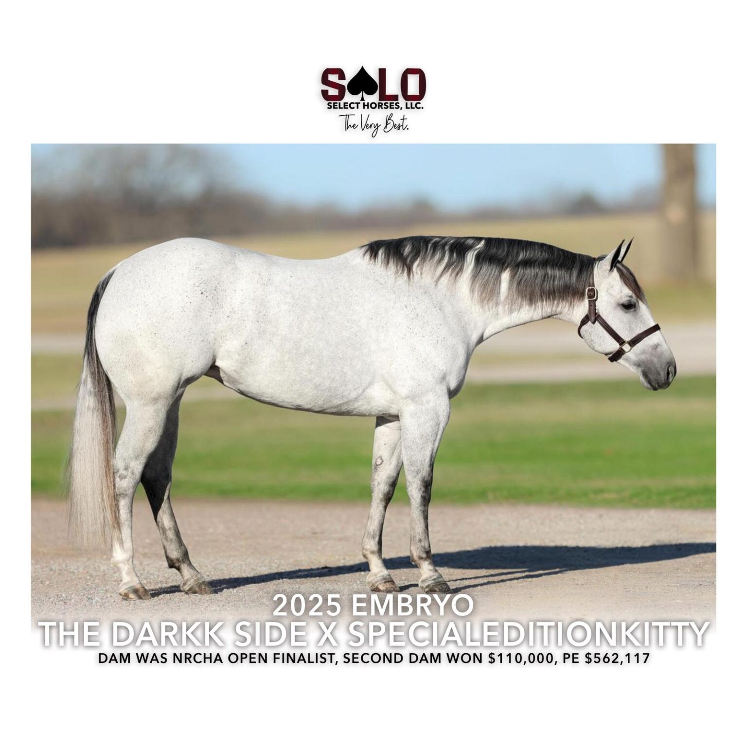 Preview: The Solo Select Online Sale - The Team Roping Journal