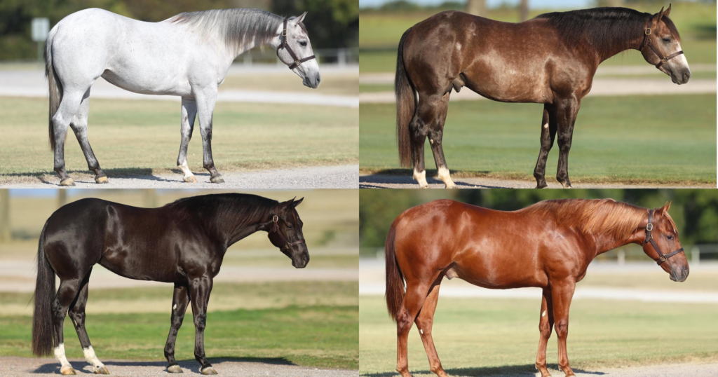 Preview: The Solo Select Online Sale - The Team Roping Journal