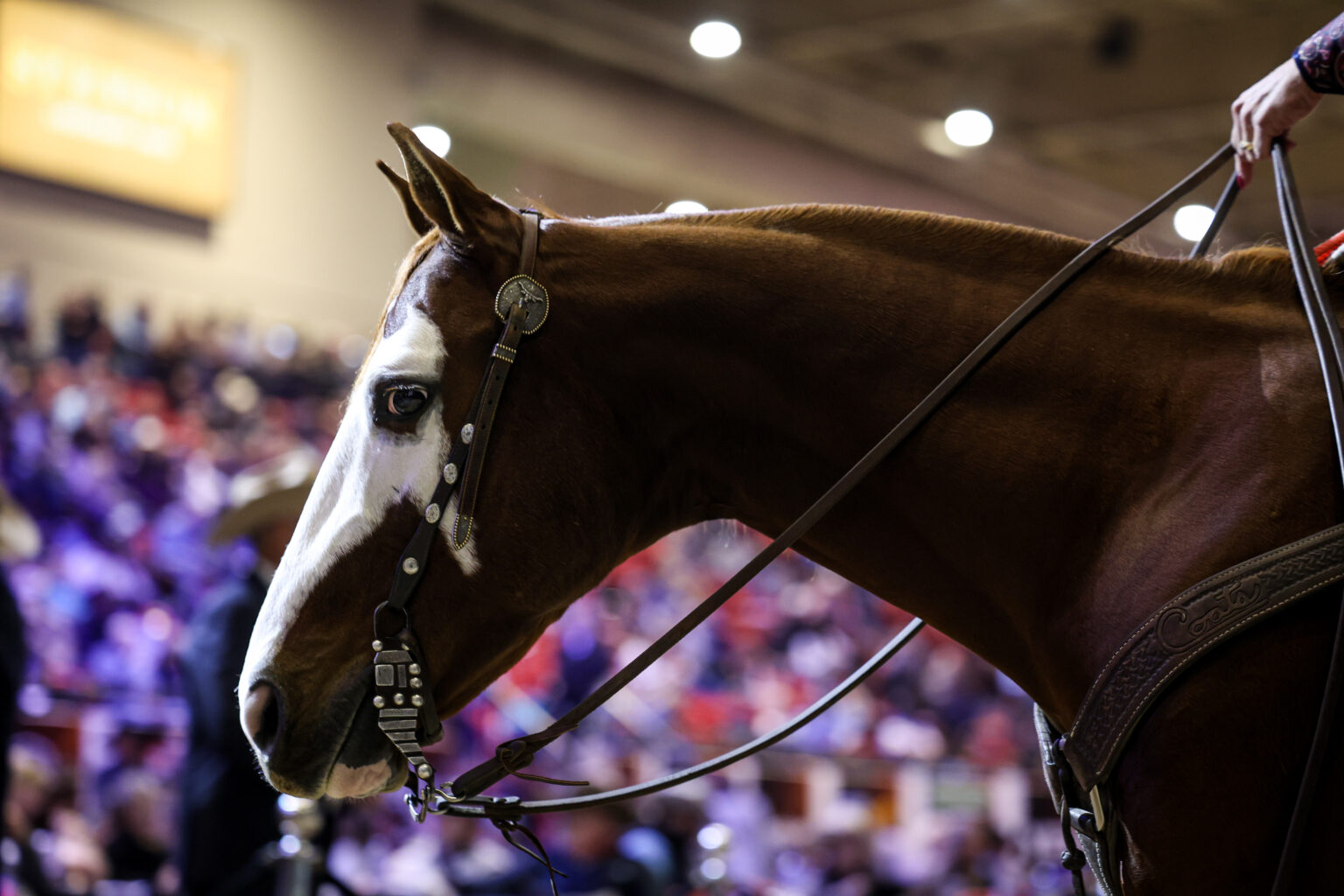 Riata Stallion Showcase Horse Sale Sees 2 Horses Bring $200K