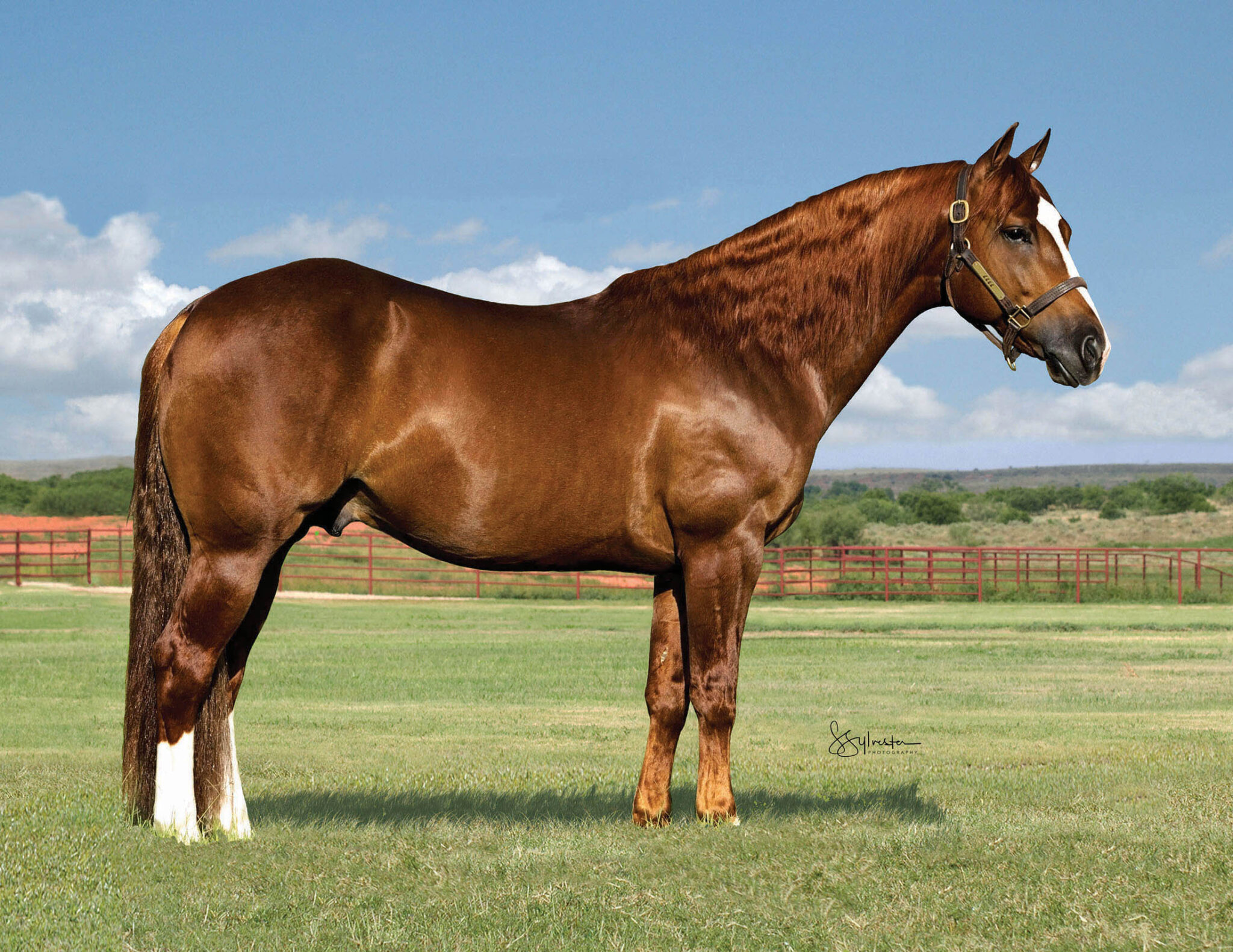 Rope Horse Breeder's Guide: Four Sixes Ranch