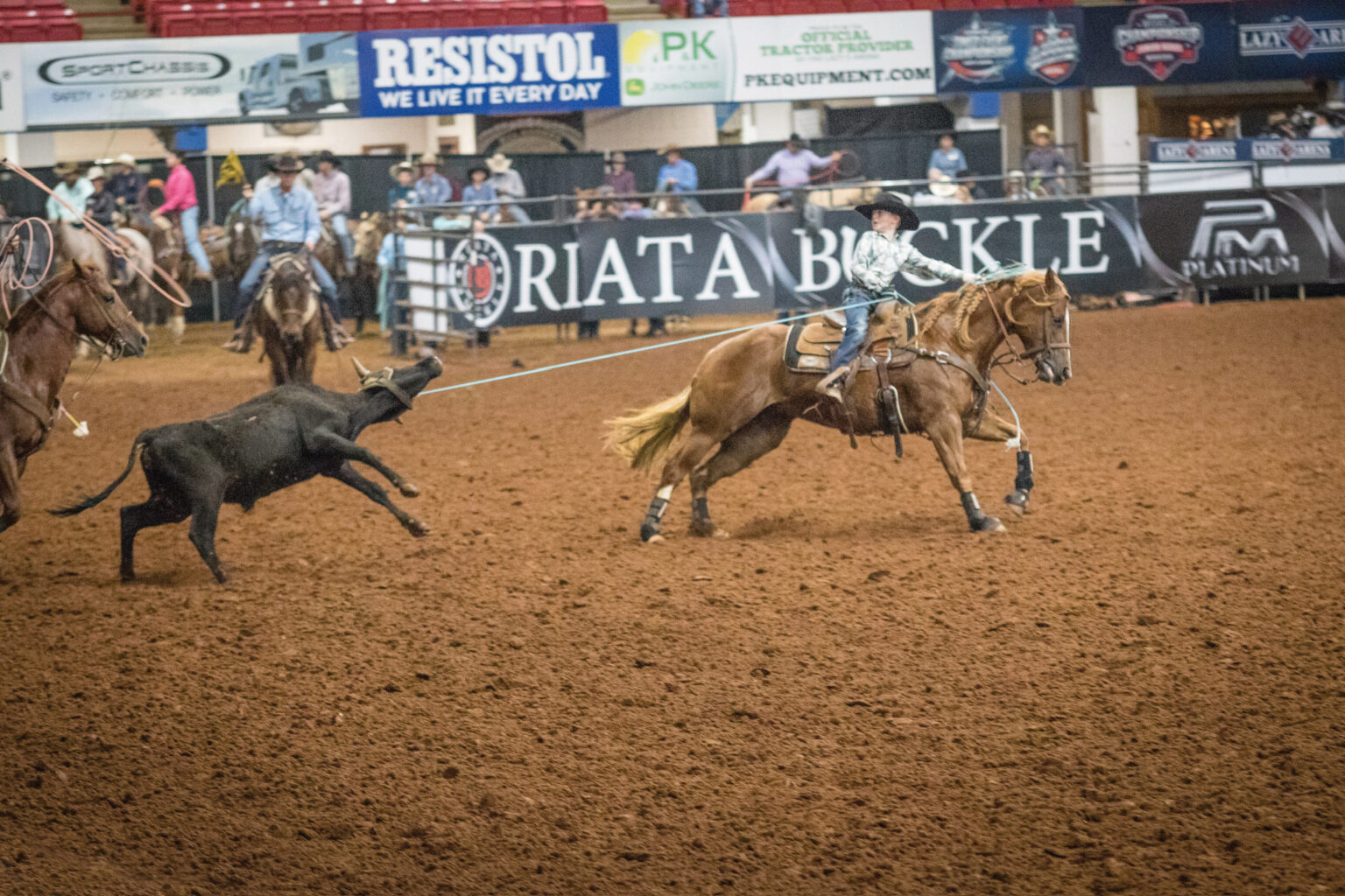 Rope Horse Breeder's Guide: Pitzer Ranch