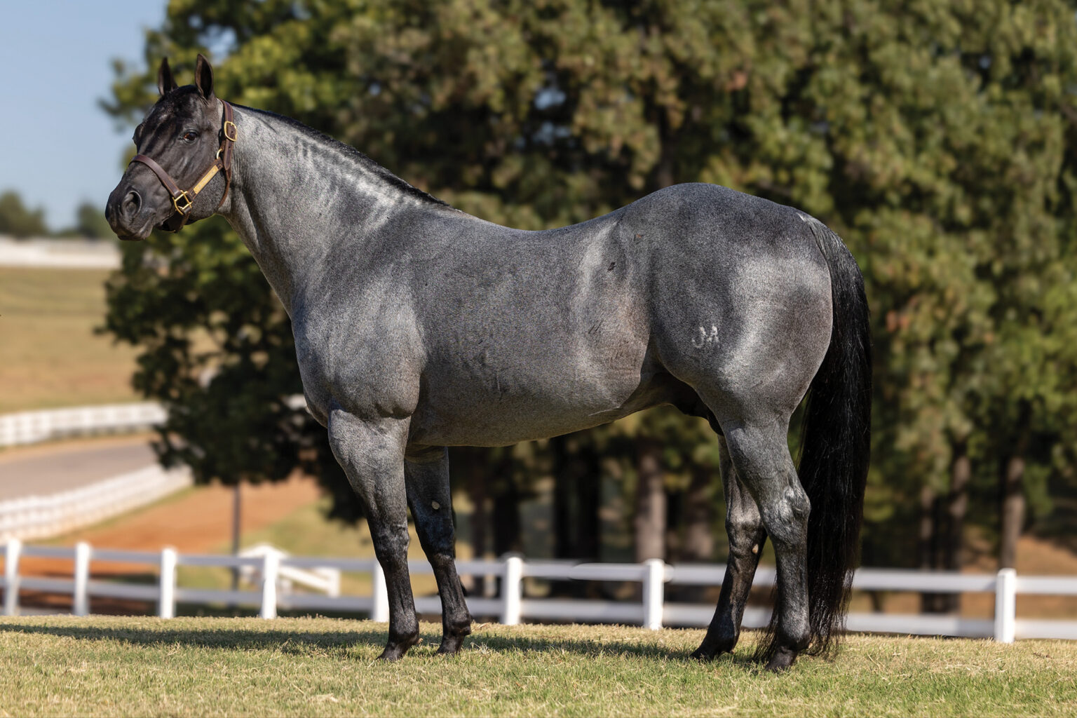 Rope Horse Breeder's Guide Stallion: One Fabulous Time