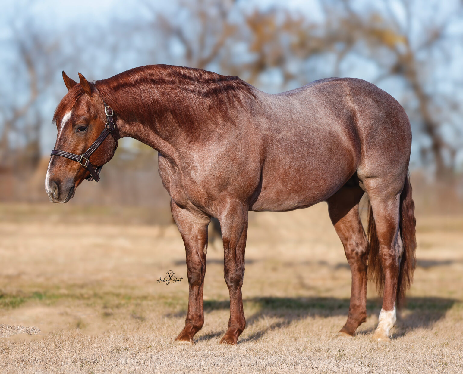 Rope Horse Breeder's Guide Stallion: Test My Metal