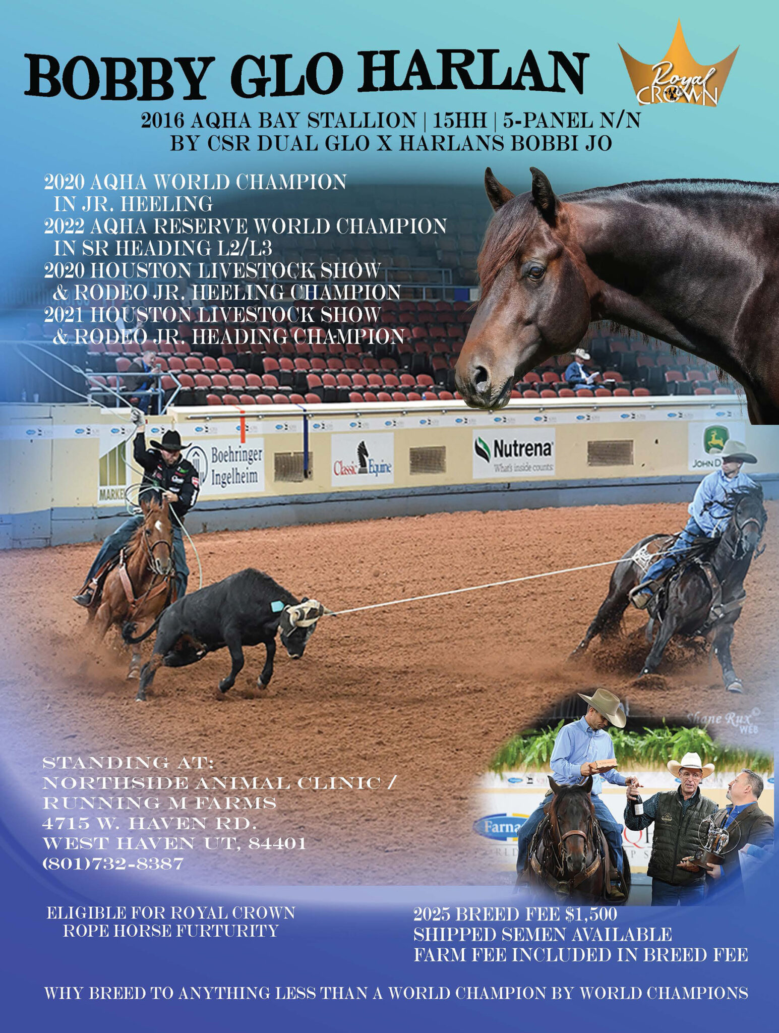 Rope Horse Breeder's Guide Stallion: Bobby Glo Harlan