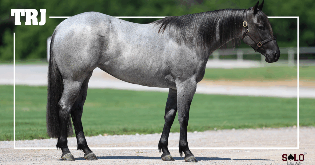 Solo, Relentless Bring 5 Prospects to Old West Rope Horse Sale - The ...