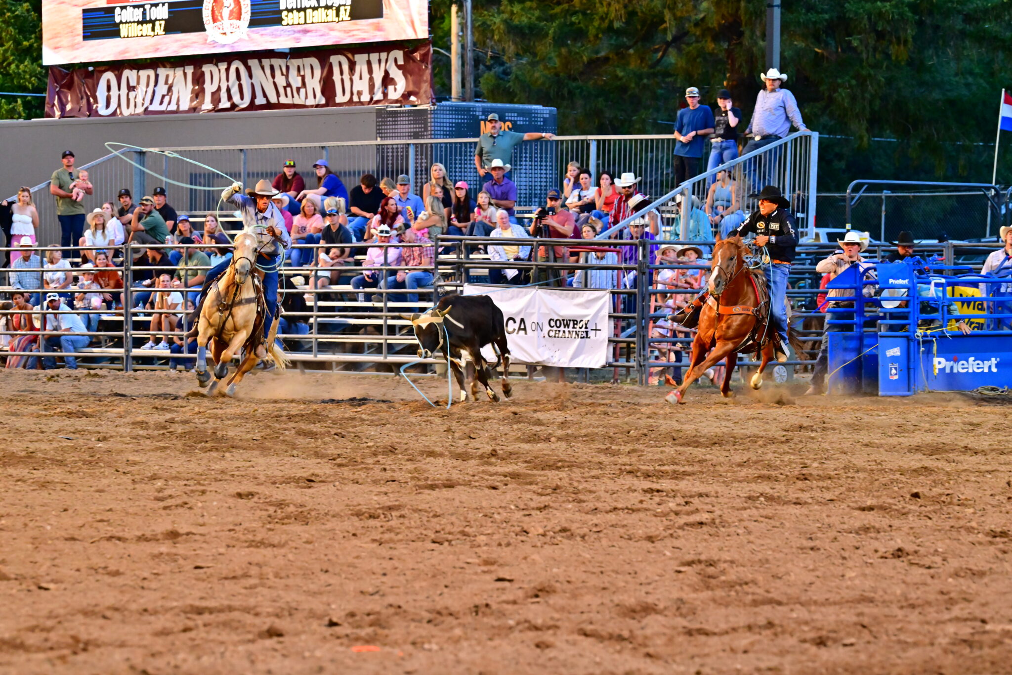 Colter Todd's Mare Barbiiedoll is Stepping Up - The Team Roping Journal