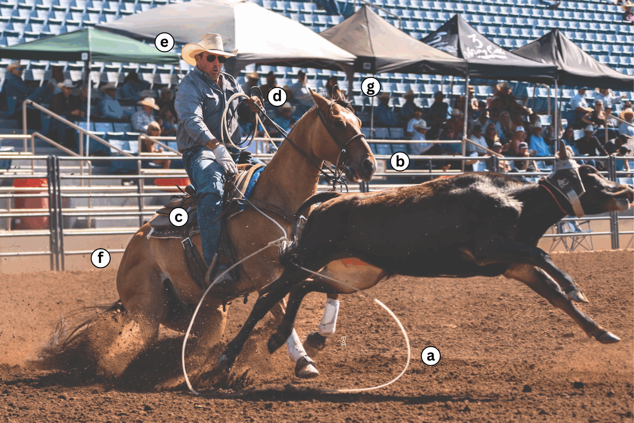 Jordan Allyn Breaks Down ARHFA Old West Futurity Win