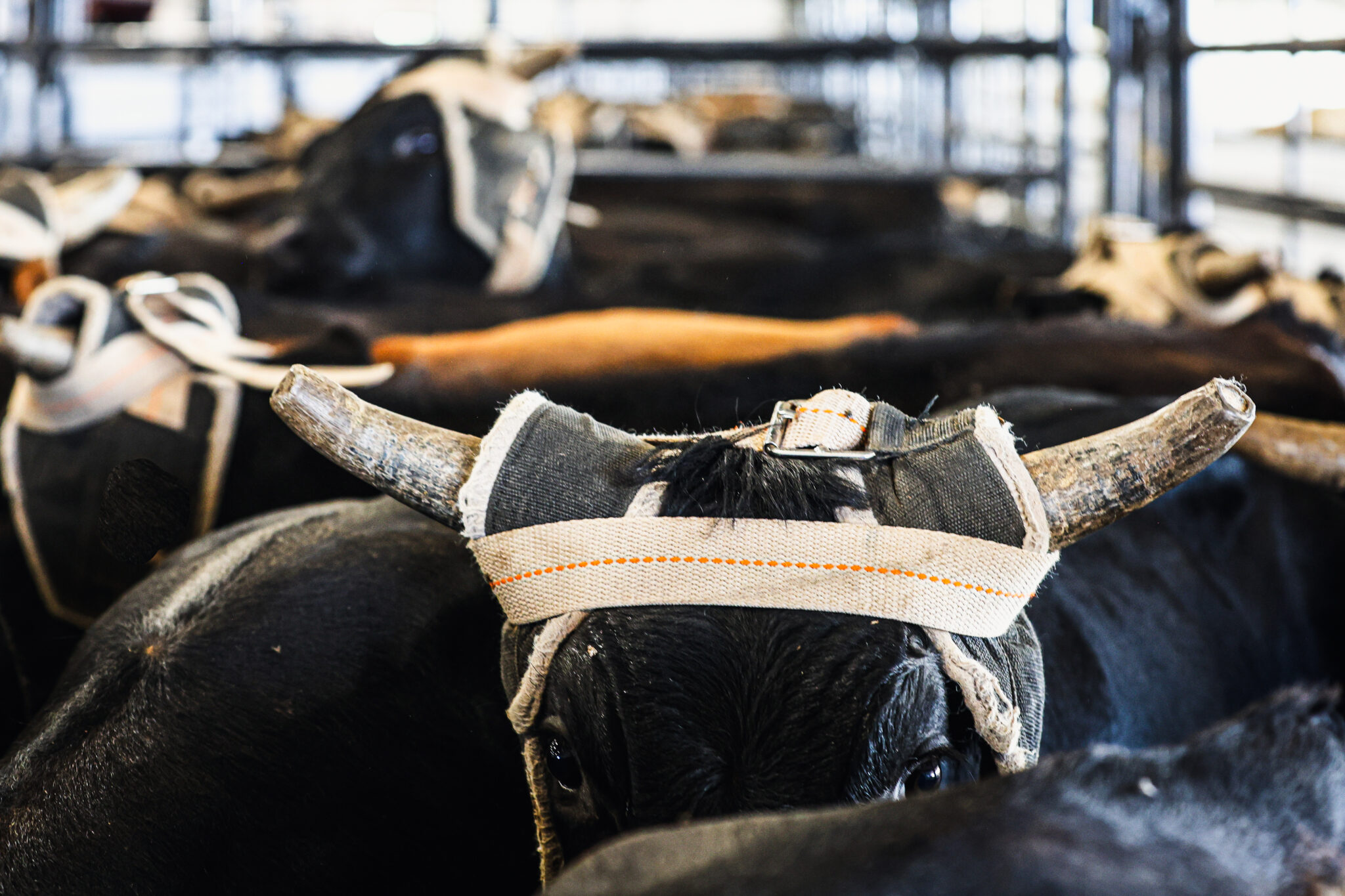 Roping Cattle for the 2025 Sioux Falls Governor's Cup - The Team Roping ...