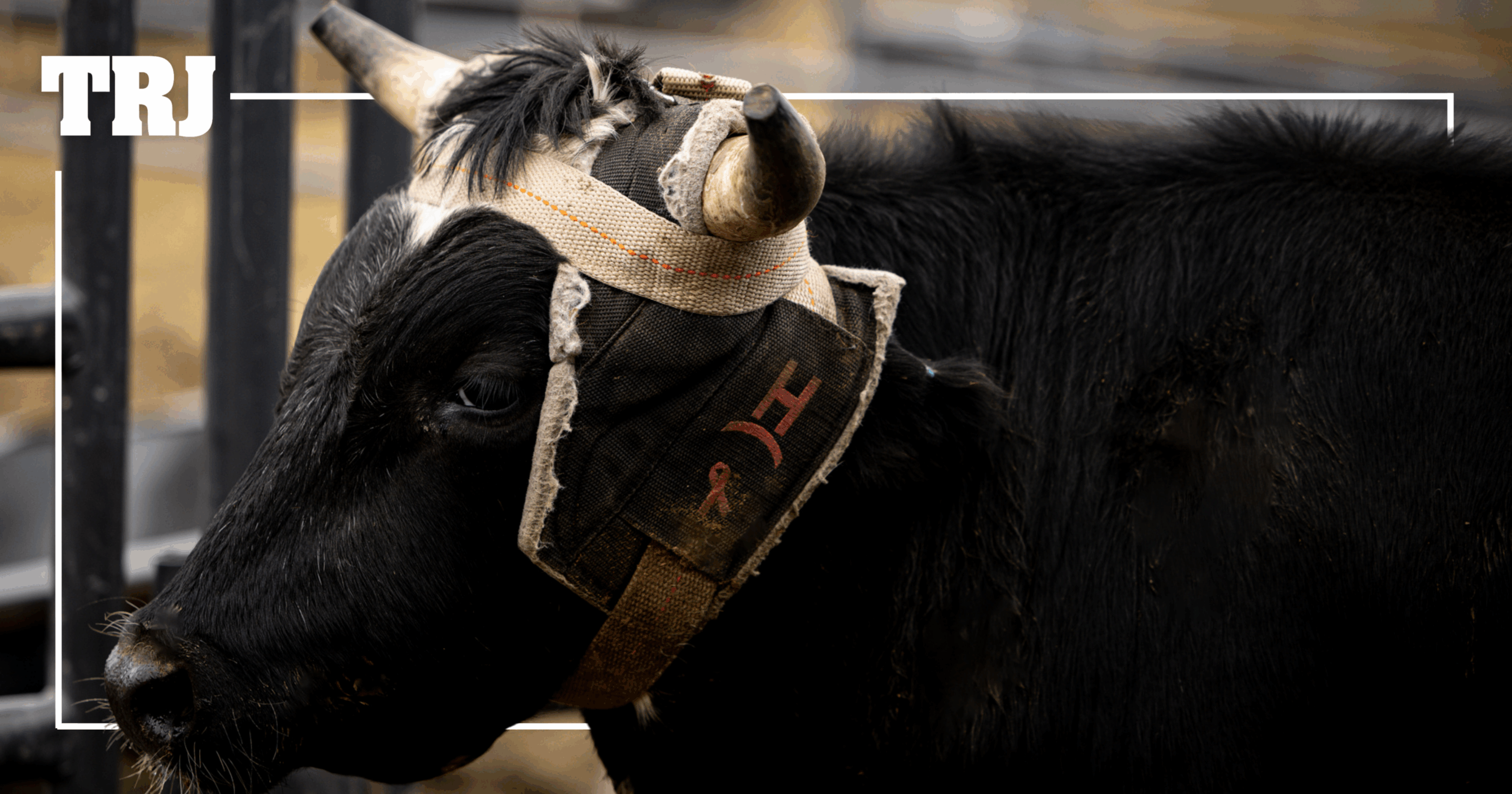 2025 NFR Round 3 Team Roping Steer Report