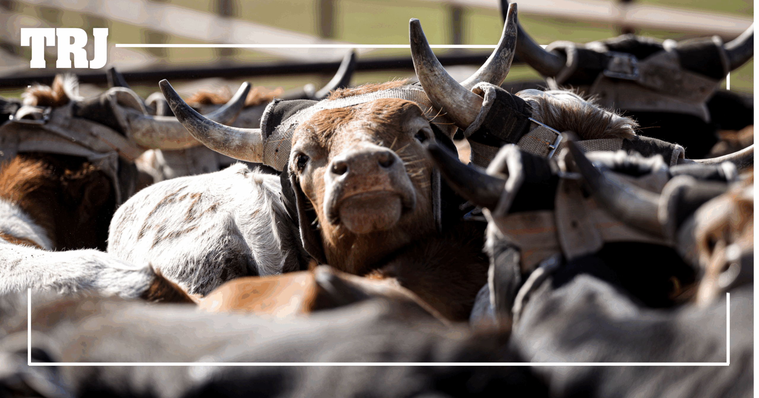 2025 NFR Round 5 Team Roping Steer Report