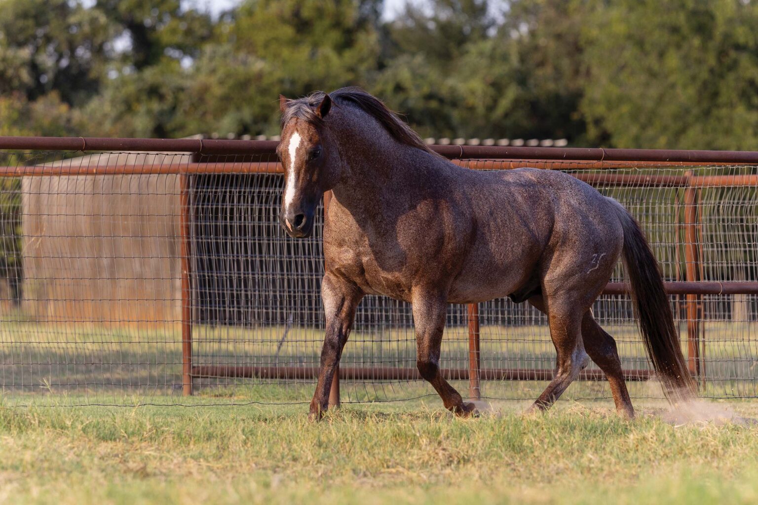 Rope Horse Breeder's Guide Stallion: Stevie Rey Von