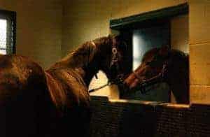 8 Steps for Breeding Your Mare – The Horse