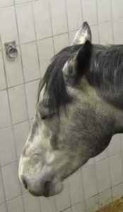 Recognizing Pain on a Horse’s Face – The Horse