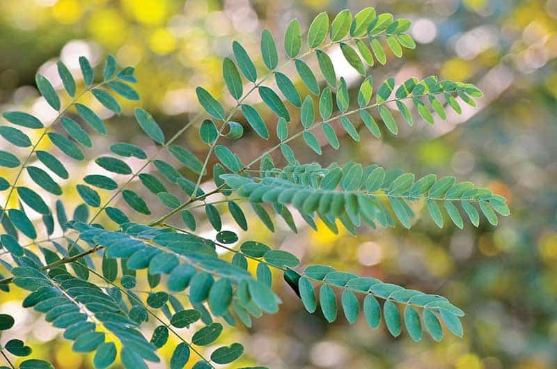 Managing Toxic Trees on Horse Farms – The Horse