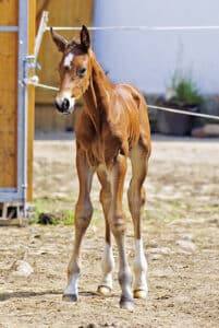 Correcting Crooked Foals – The Horse