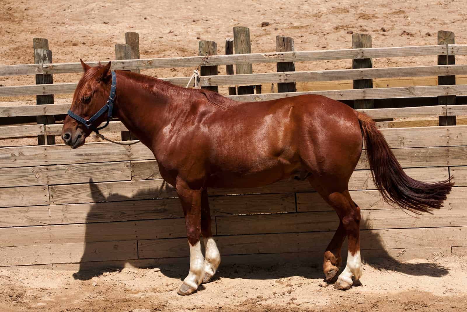 Tying Horses 101 – The Horse