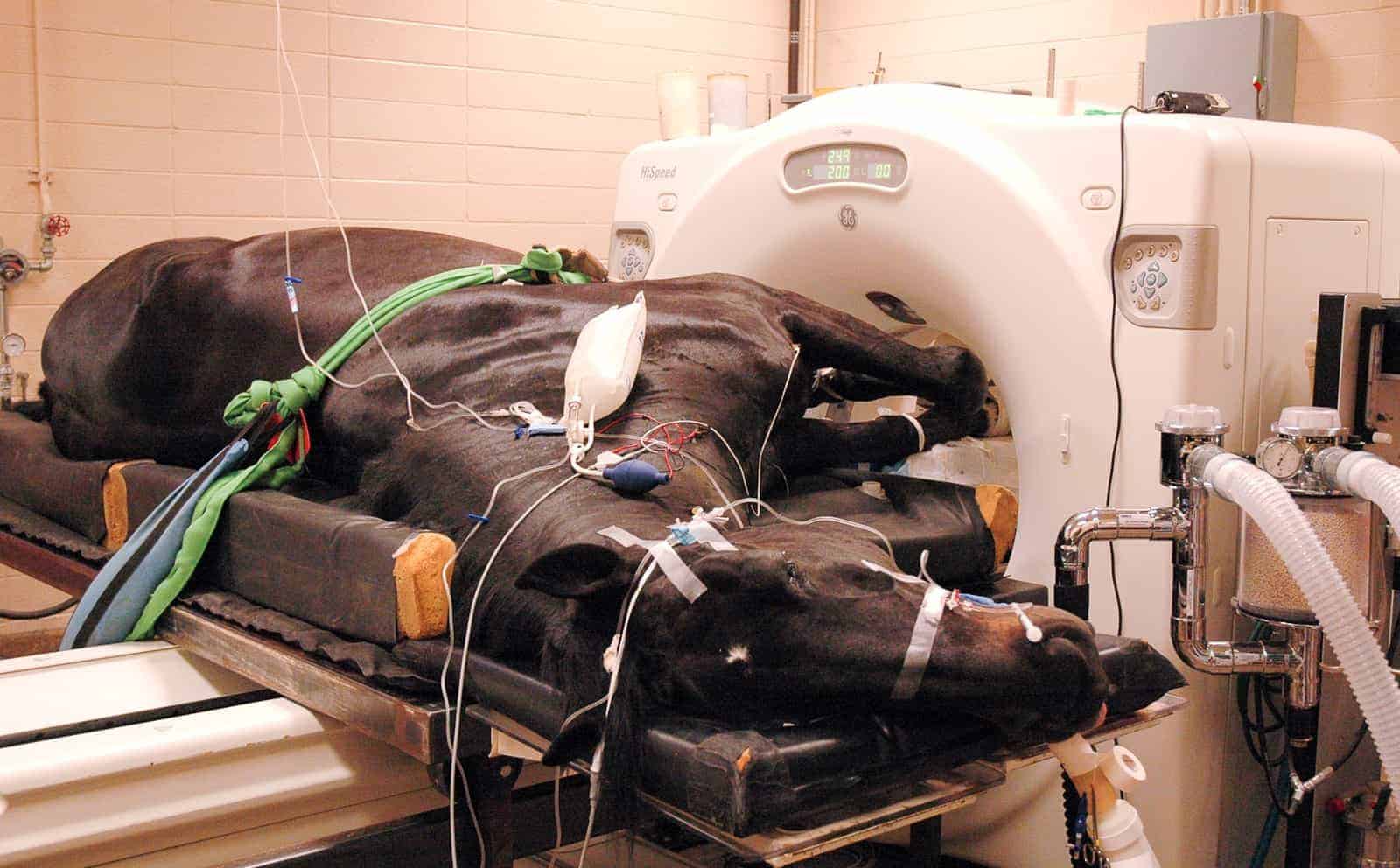 Review of Available MRI Systems – The Horse