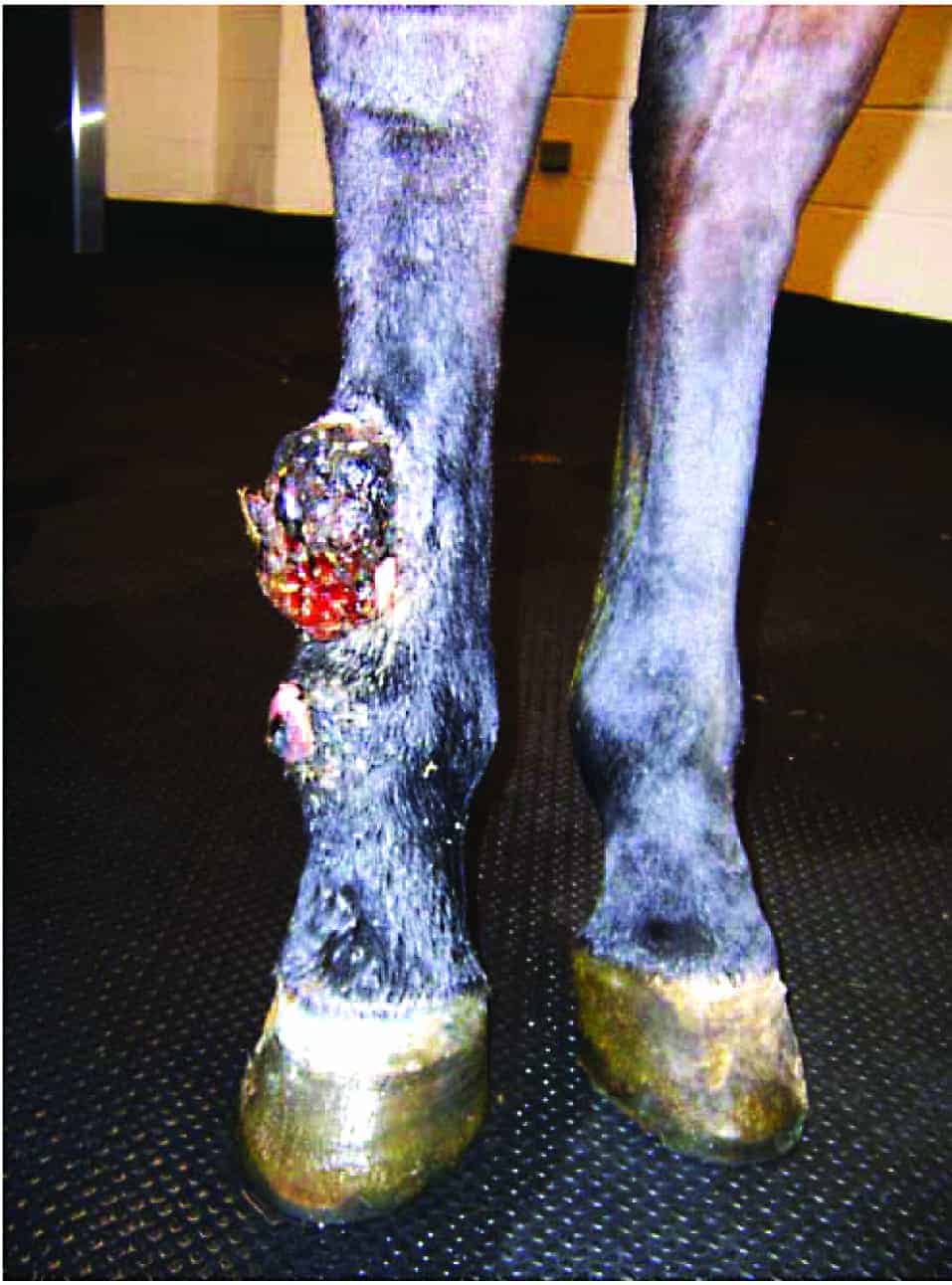 Granulation Tissue Management in the Horse (AAEP 2011) – The Horse
