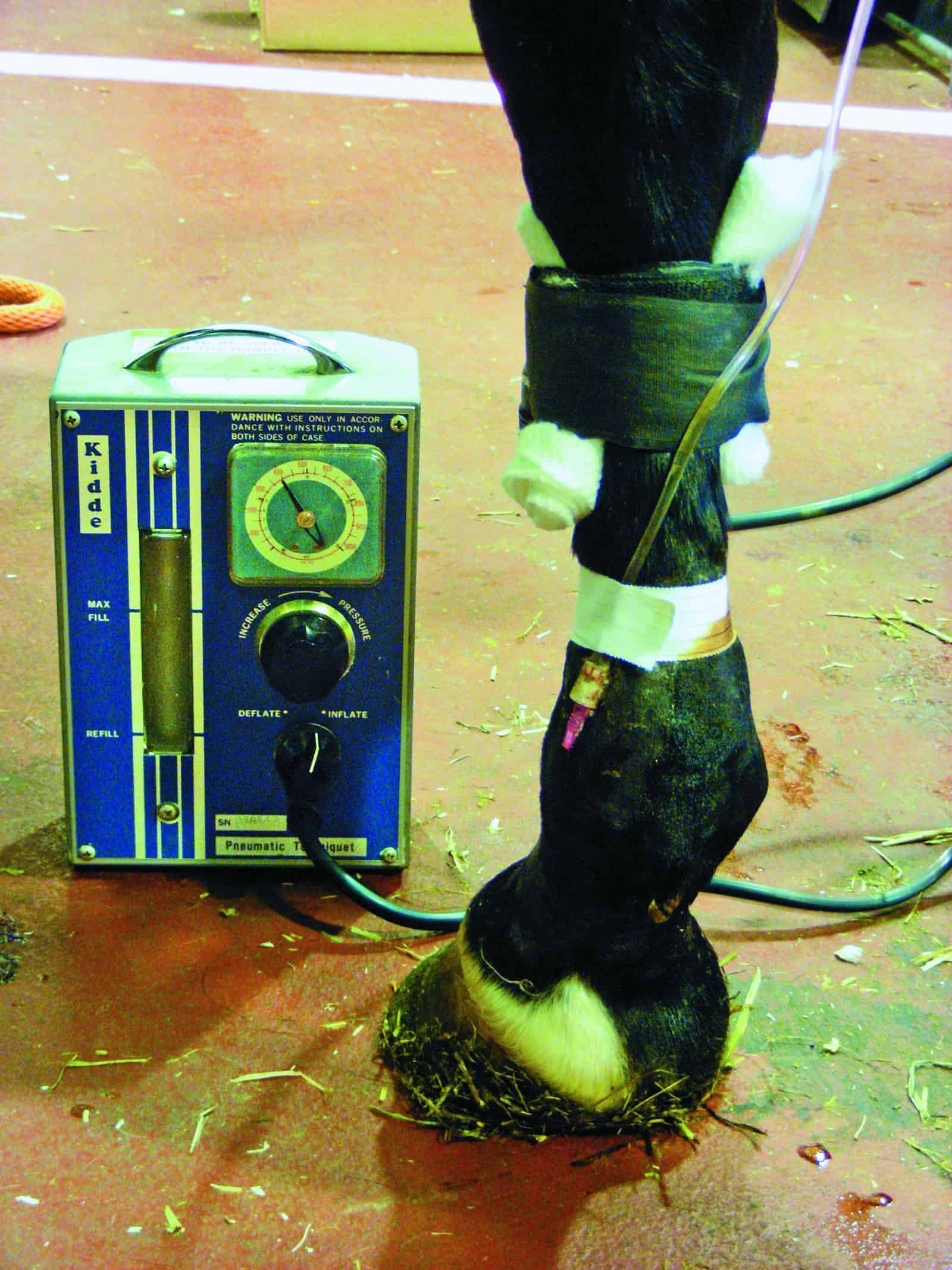 Regional Limb Perfusion for Distal Limb Injuries (AAEP 2011) – The Horse