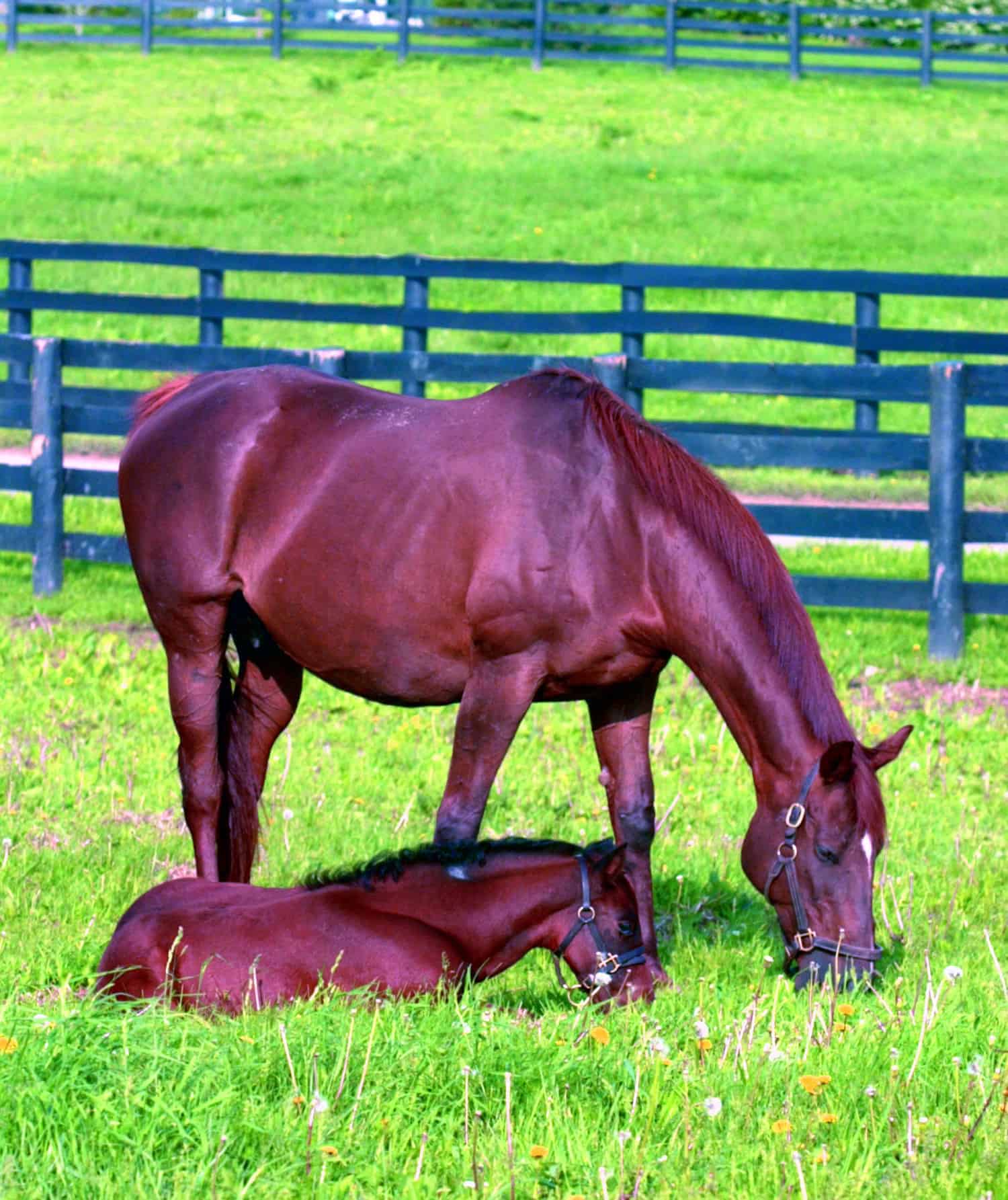 Understanding Epigenetics & Early Equine Fetal Development – The Horse