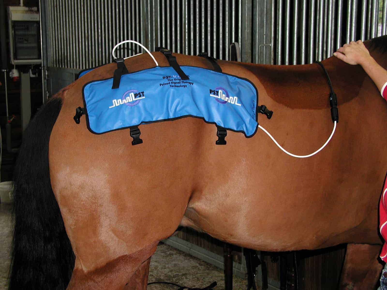 Physical Therapy Horse Equine Assisted Therapy: How Horses Can Benefit