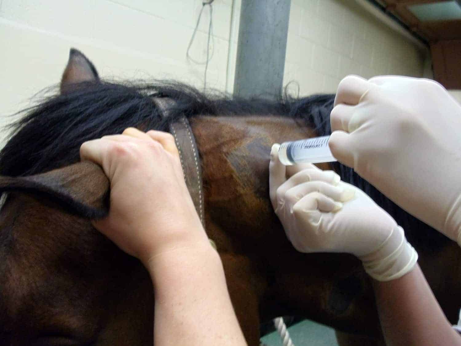 New Method for Collecting Equine Cerebrospinal Fluid Samples – The Horse