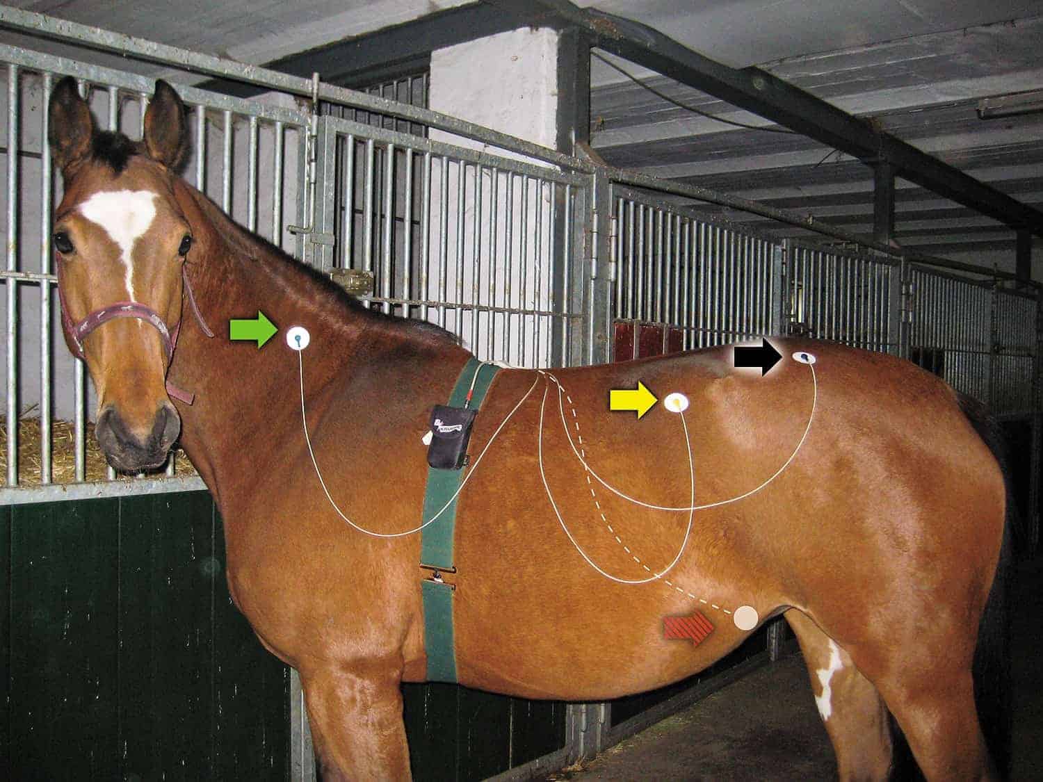 Study: ECGs for Maternal and Fetal Heart Rate Evaluations – The Horse