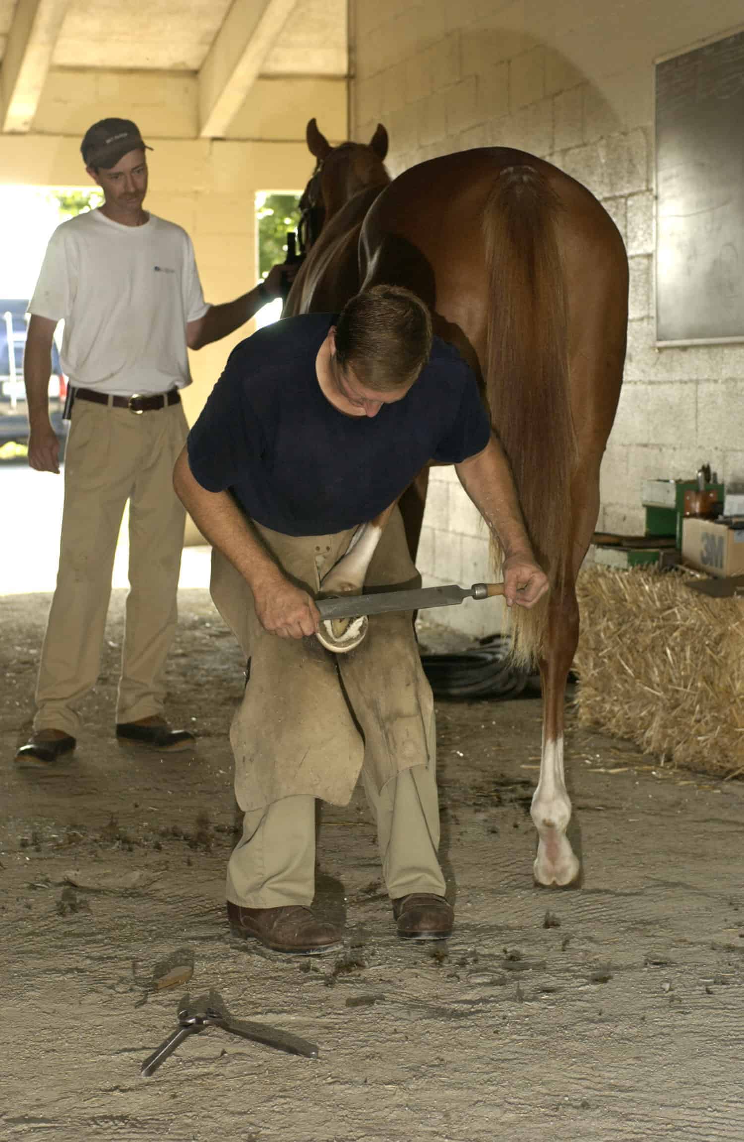 Canadian Association of Professional Farriers Launched – The Horse