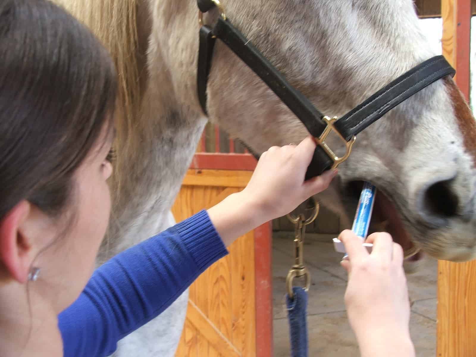 Deworming a Horse With an Unknown Health History – The Horse