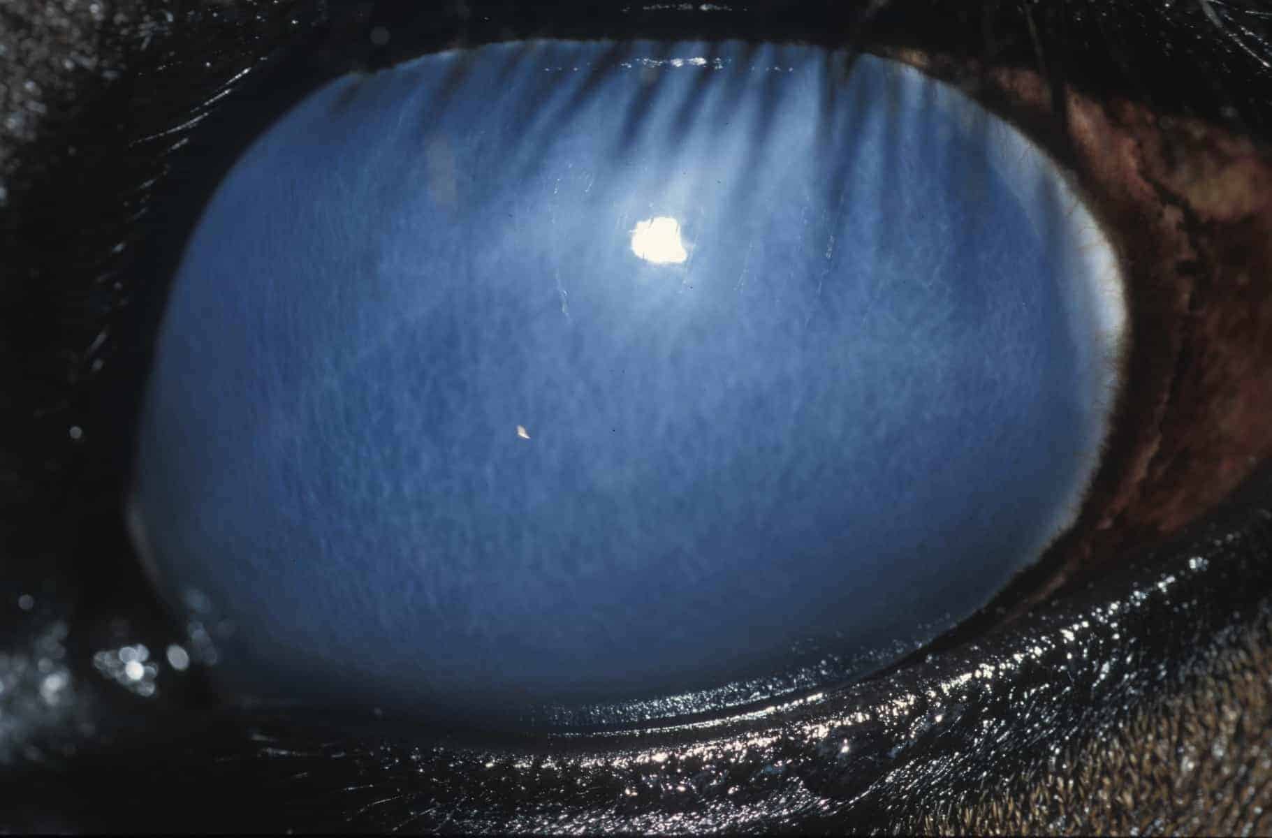 Understanding Equine Cataract Surgery – The Horse