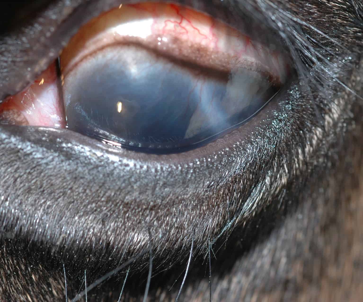 Equine Multiple Congenital Ocular Anomalies Syndrome – The Horse