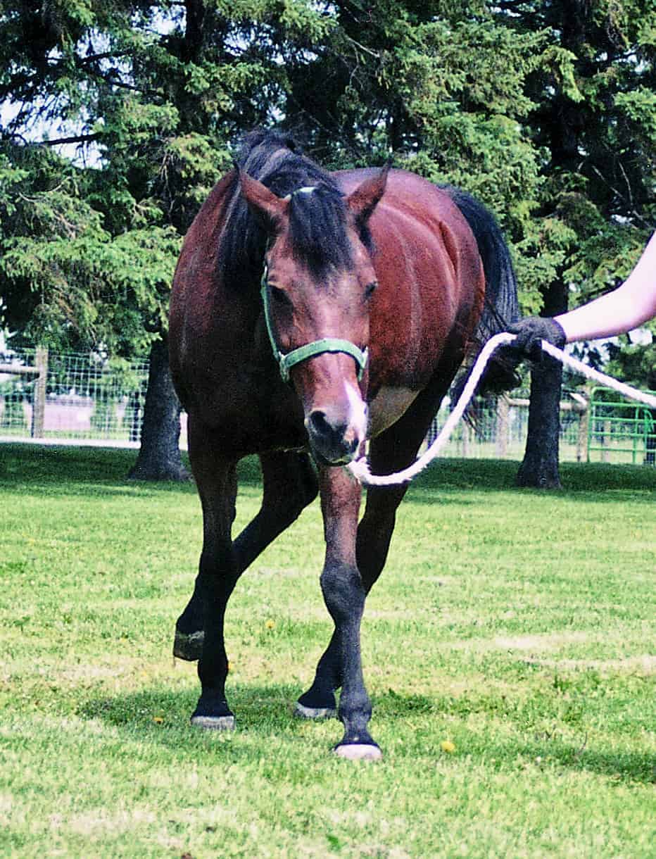 Horse With Rabies Rabies | Merck Animal Health USA