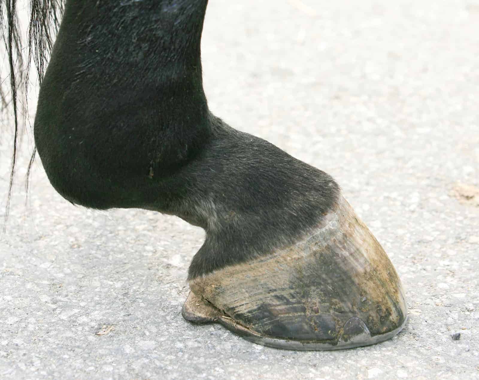 Treating Suspensory Injuries with Fetlock Support Shoes – The Horse