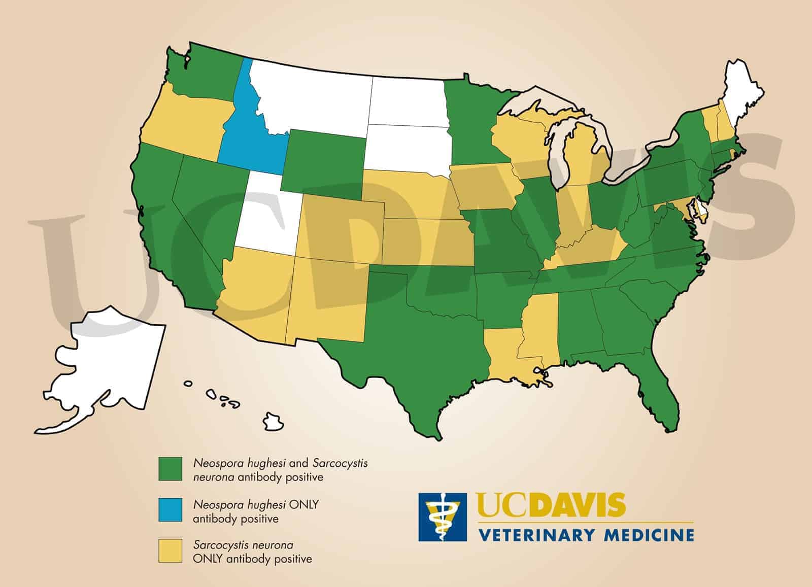 Study: EPM's Causative Agents More Widespread than Expected – The Horse