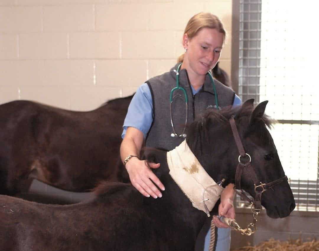 Build a Better Equine Practice: The Value of Veterinary Support Staff ...