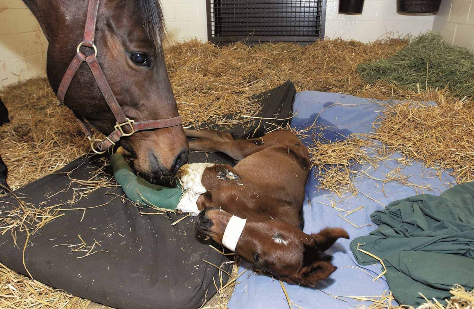 CFS Classification System Developed (AAEP 2012) – The Horse