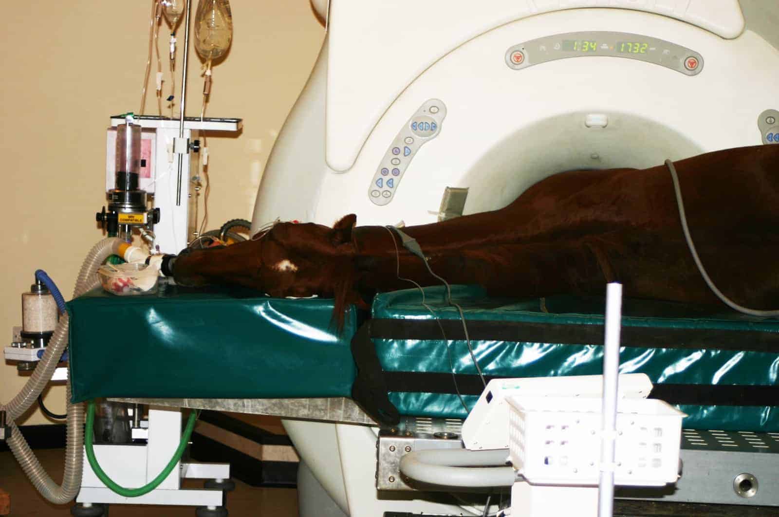 Methods of Measuring Equine Tendons on MRI Studied – The Horse